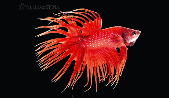 Siamese Fighting Fish ปลากัด : นักสู้แห่งแดนสยาม - บ้านและสวน