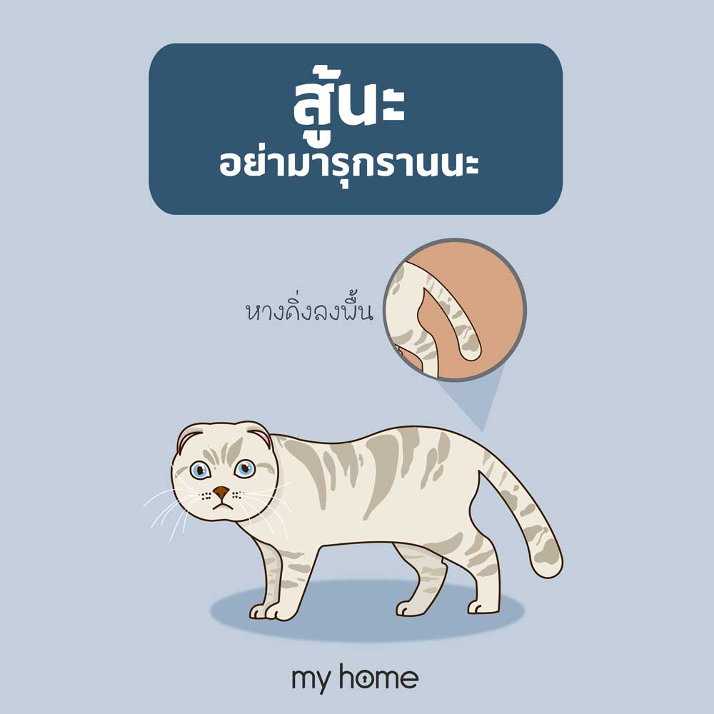 หางแมว สื่ออารมณ์ แค่ดูหางก็รู้ใจ น้องแมวกระดิกหาง อารมณ์ไหน