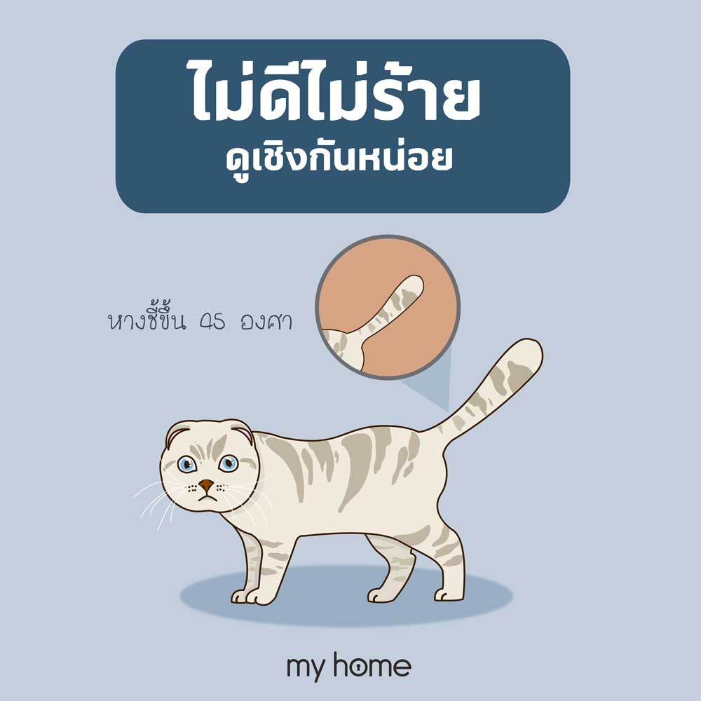 หางแมว สื่ออารมณ์ แค่ดูหางก็รู้ใจ น้องแมวกระดิกหาง อารมณ์ไหน