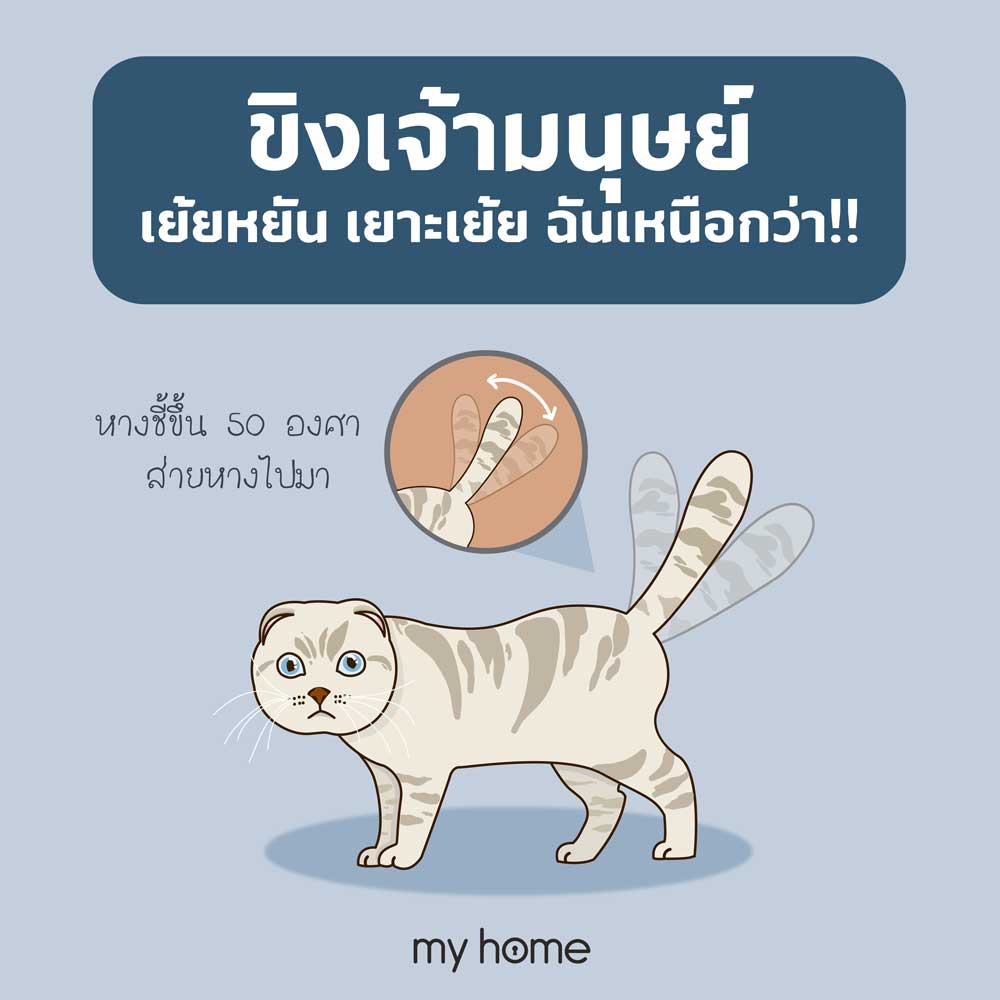 หางแมว สื่ออารมณ์ แค่ดูหางก็รู้ใจ น้องแมวกระดิกหาง อารมณ์ไหน