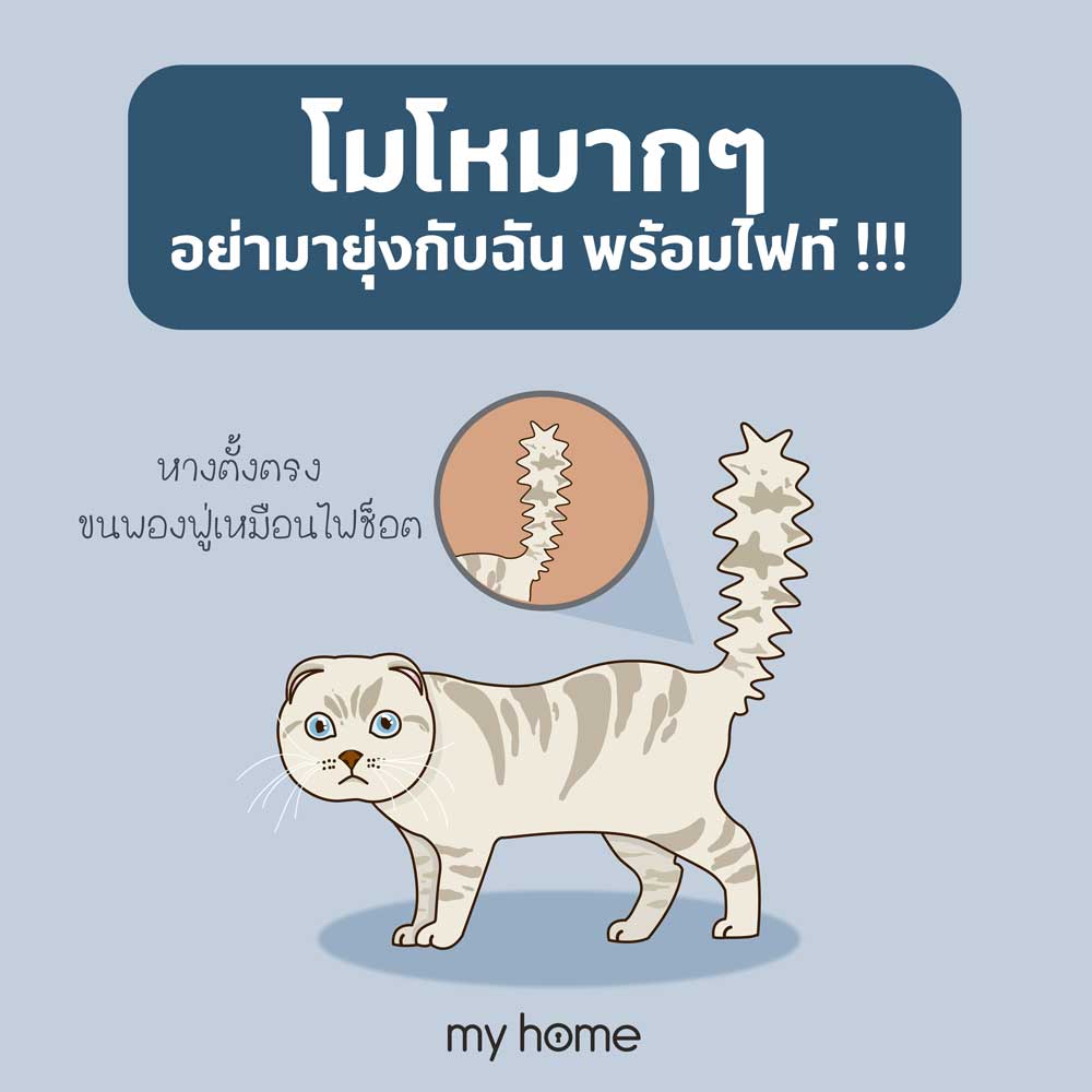หางแมว สื่ออารมณ์ แค่ดูหางก็รู้ใจ น้องแมวกระดิกหาง อารมณ์ไหน