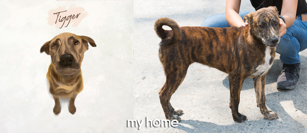 แชร์เรื่องราวความน่ารักของสุนัขจรจัด ภายใต้มูลนิธิ The man that rescues ...