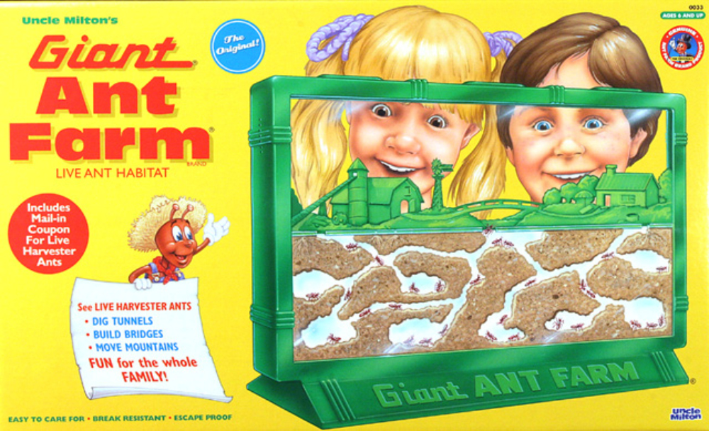 การเลี้ยงมด พร้อมสายพันธุ์แนะนำสำหรับมือใหม่ - บ้านและสวน Pets