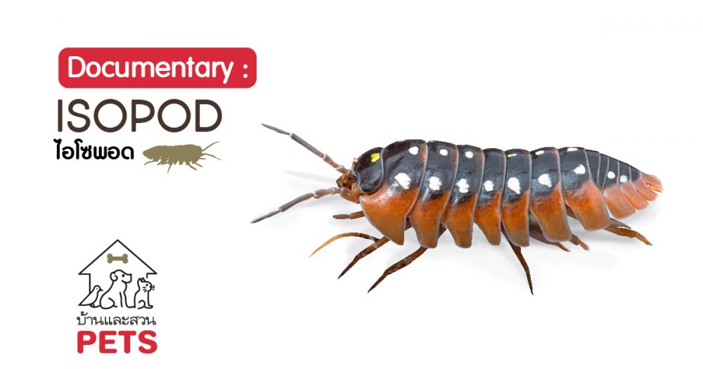 ไอโซพอด (Isopod) ลักษณะสายพันธุ์และนิสัย - บ้านและสวน Pets