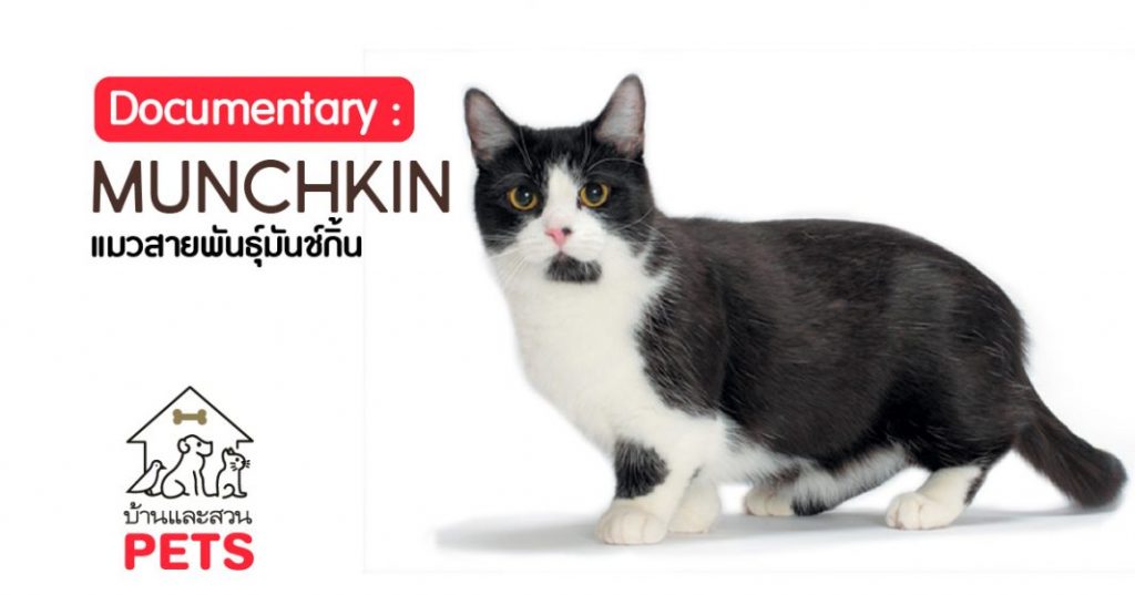 แมวเปอร์เซีย (Persian) ลักษณะสายพันธุ์และนิสัย - บ้านและสวน Pets