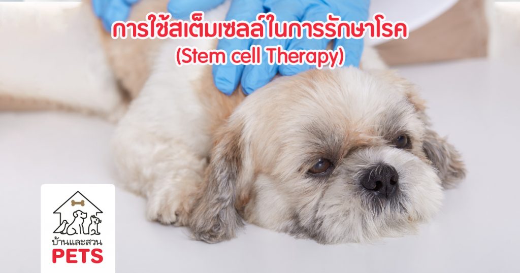 การรักษาโดยใช้เซลล์ต้นกำเนิดในสัตว์เลี้ยง (Stem cell therapy) - บ้านและสวน