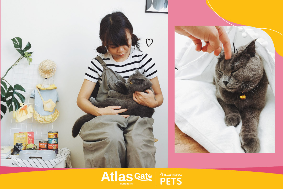 AtlasCat ที่สุดของอาหารและขนมแมวเกรดพรีเมียมเพื่อน้องเหมียวที่รัก