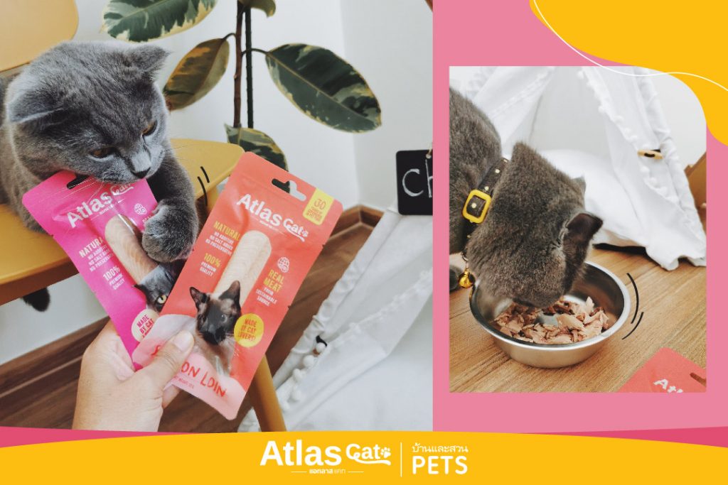 AtlasCat ที่สุดของอาหารและขนมแมวเกรดพรีเมียมเพื่อน้องเหมียวที่รัก