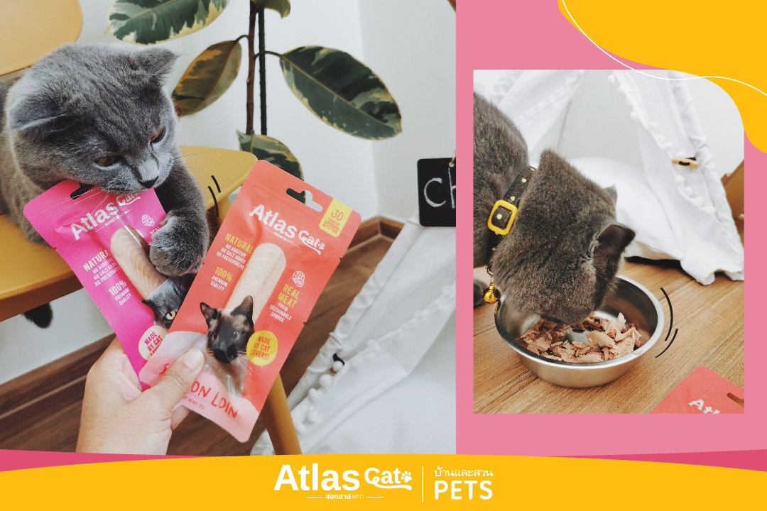 AtlasCat ที่สุดของอาหารและขนมแมวเกรดพรีเมียมเพื่อน้องเหมียวที่รัก