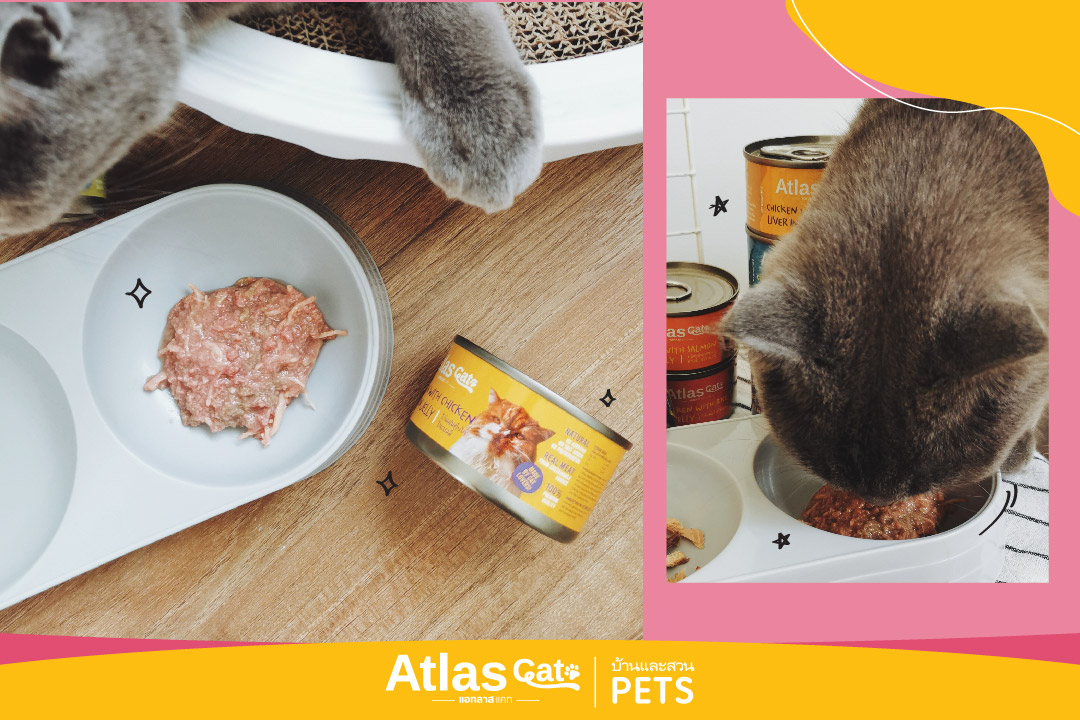 AtlasCat ที่สุดของอาหารและขนมแมวเกรดพรีเมียมเพื่อน้องเหมียวที่รัก