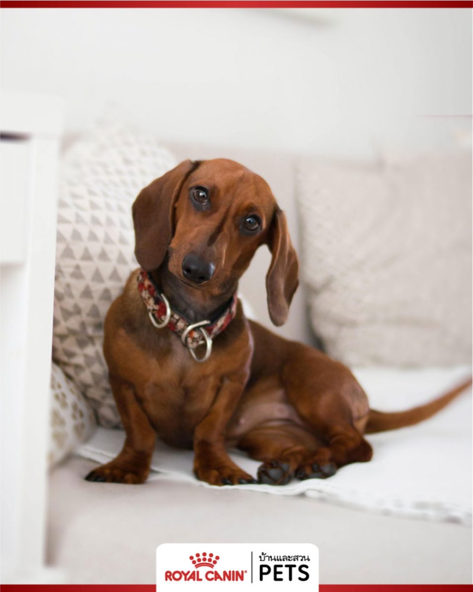 หมาพันธุ์เล็ก 10 สายพันธุ์ ยอดนิยมตลอดกาล - บ้านและสวน Pets