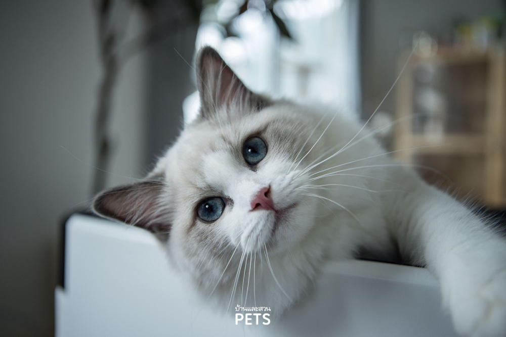 เครื่องเป่าขนอัตโนมัติสำหรับสัตว์เลี้ยงแบรนด์ PePe จาก Petology