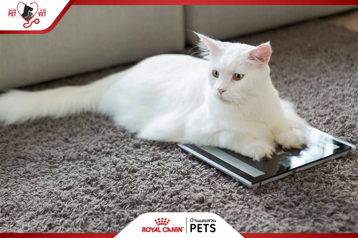 แมวอ้วน อาจดูน่ารัก แต่เราจะดูแลอย่างไร ให้น้องแข็งแรงสมส่วน - บ้านและสวน