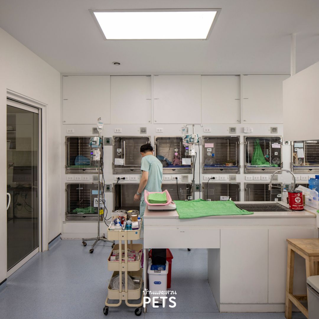 Animal Space โรงพยาบาลสัตว์ เพื่อสัตว์เลี้ยงพิเศษ - บ้านและสวน Pets