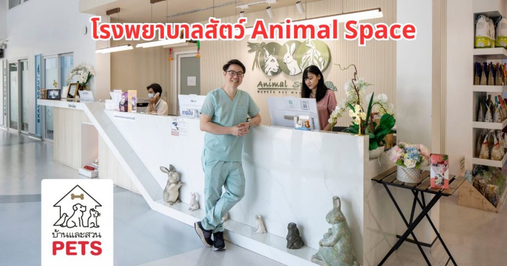 บีเกิล (Beagle) ลักษณะสายพันธุ์และนิสัย - บ้านและสวน Pets