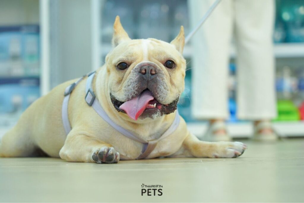 เพ็ทช็อป ของ PetPaw แหล่งรวมสินค้าเพื่อสัตว์เลี้ยง - บ้านและสวน Pets