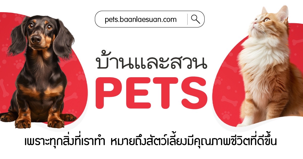 Pet Modeling – บ้านและสวน Pets