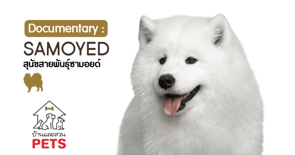 สุนัขพันธุ์ซามอยด์: ลักษณะสายพันธุ์ และการเลี้ยงดู - บ้านและสวน Pets