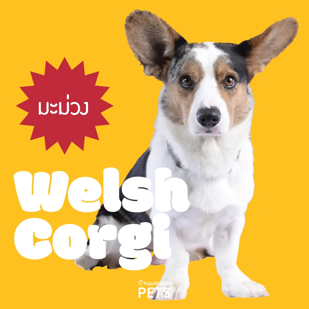 Pet Modeling – บ้านและสวน Pets