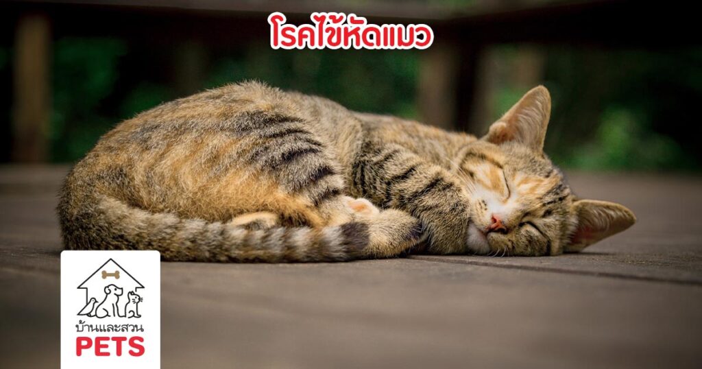 แมวอ้วก เกิดจากสาเหตุอะไรได้บ้าง - บ้านและสวน PETS