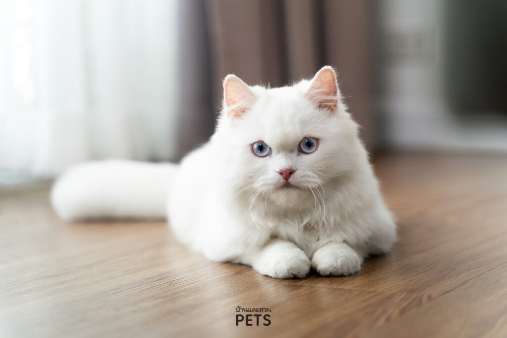 ประวัติศาสตร์แมวบ้าน ในจีน - บ้านและสวน PETS