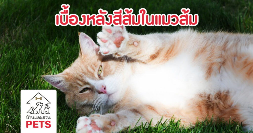 แมวส้ม ทำไมมีขนสีส้ม และส่วนใหญ่เป็นตัวผู้ - บ้านและสวน PETS