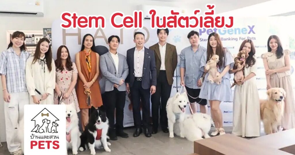 Stem Cell ในสัตว์เลี้ยง เพื่อสุขภาพที่ดีในอนาคต - บ้านและสวน PETS